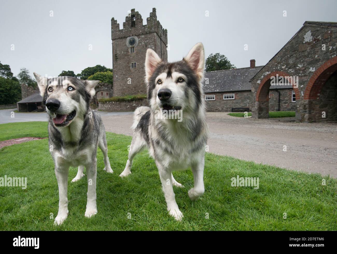 Game Of Thrones Direwolf Summer