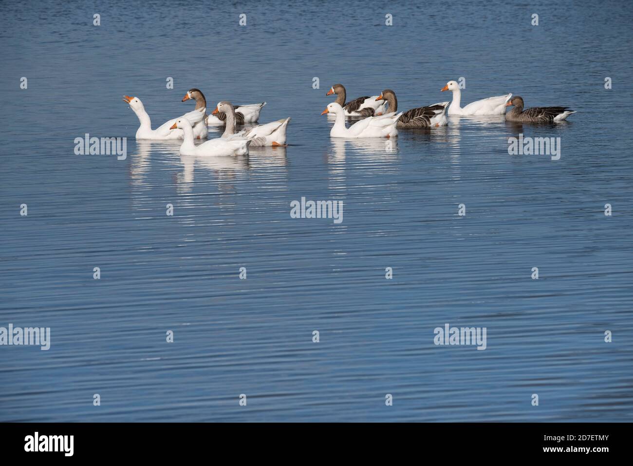 Group of white and spotted farm geese lit by the sun and reflected in ...