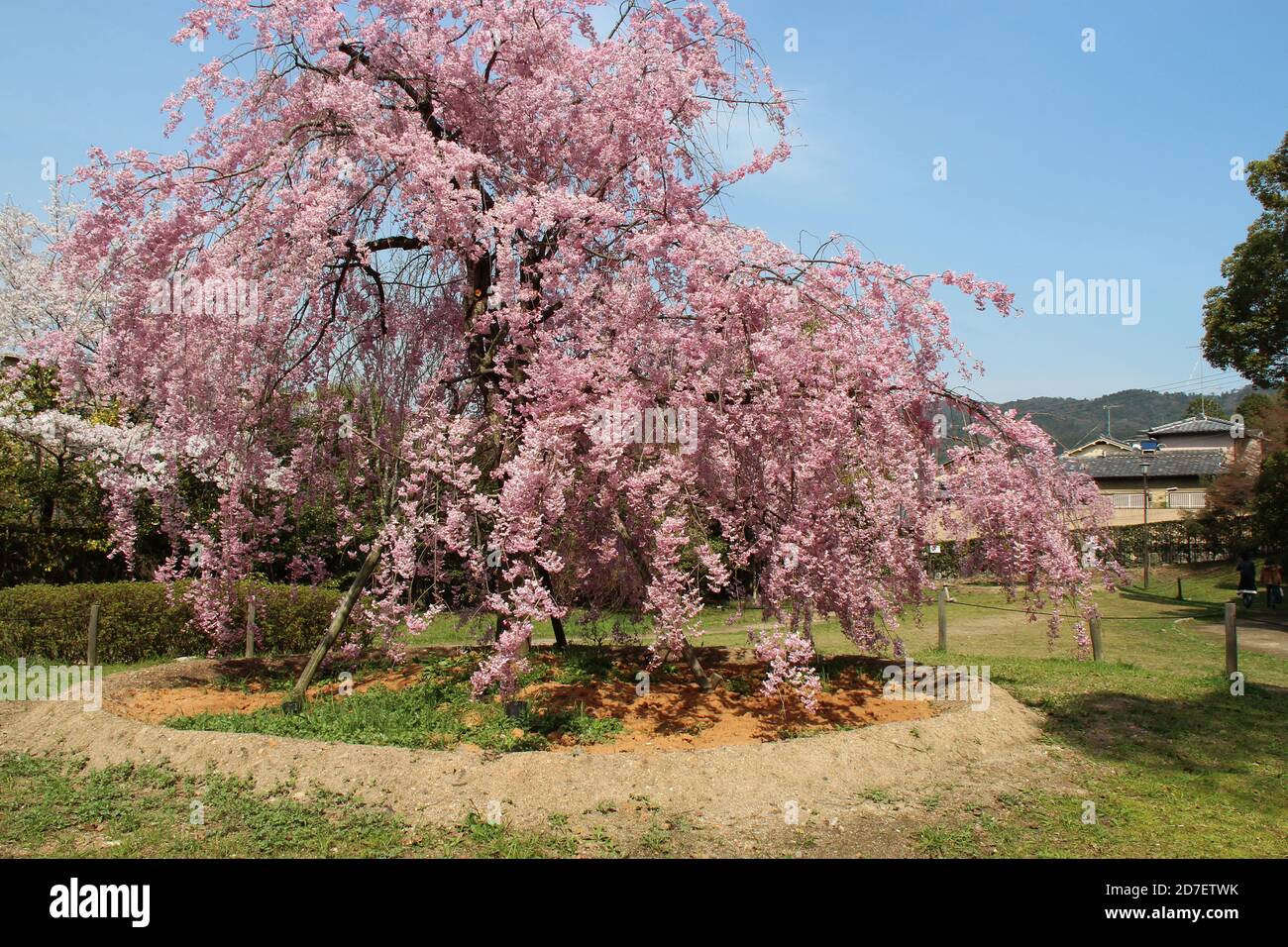 blooming cherry tree in a garden in kyoto in japan Stock Photo - Alamy