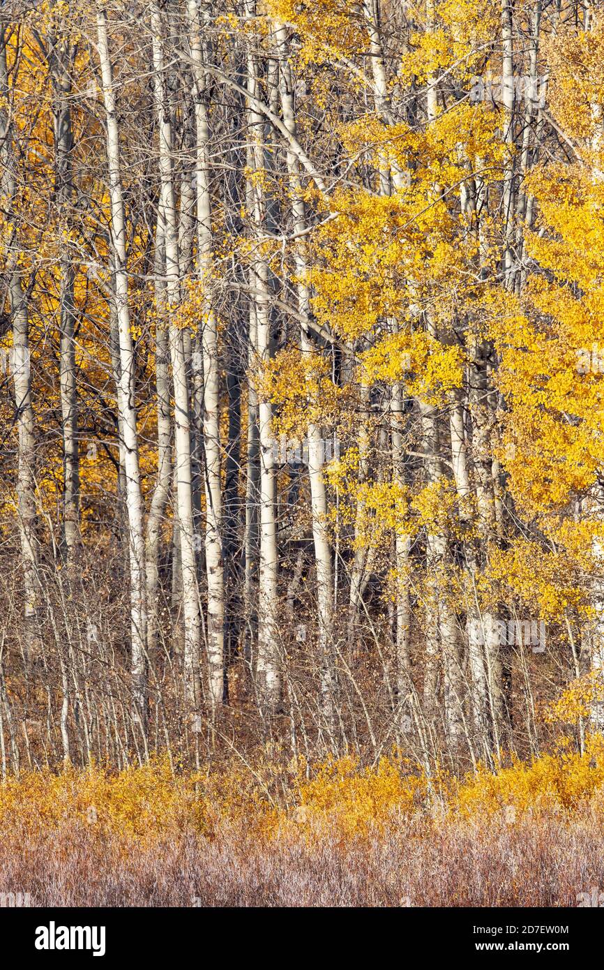 Vertical aspens hi-res stock photography and images - Alamy