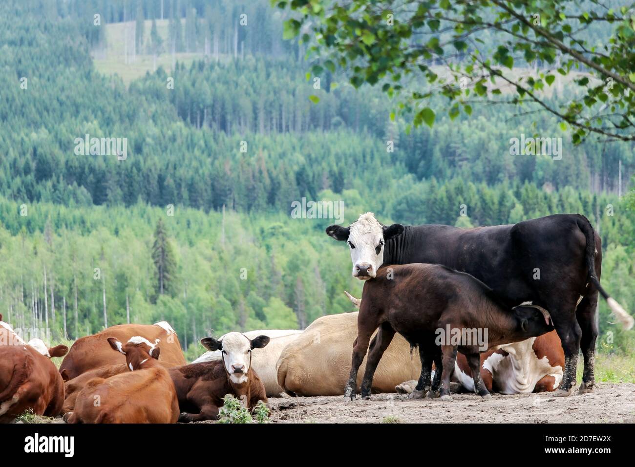 a pack of cows at farm with green environment Stock Photo - Alamy