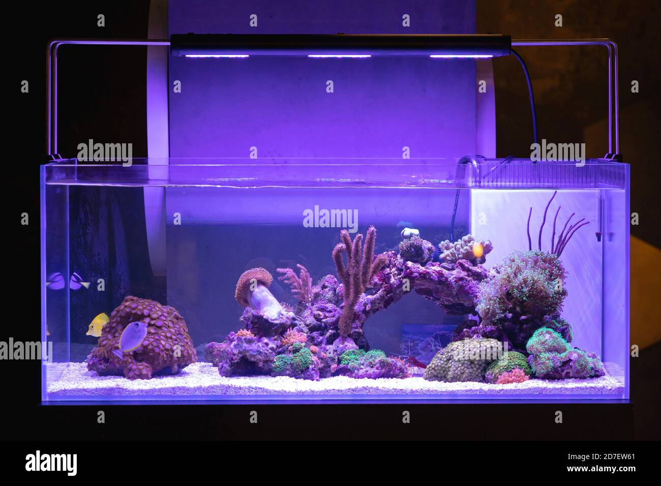 Big aquarium hi-res stock photography and images - Alamy