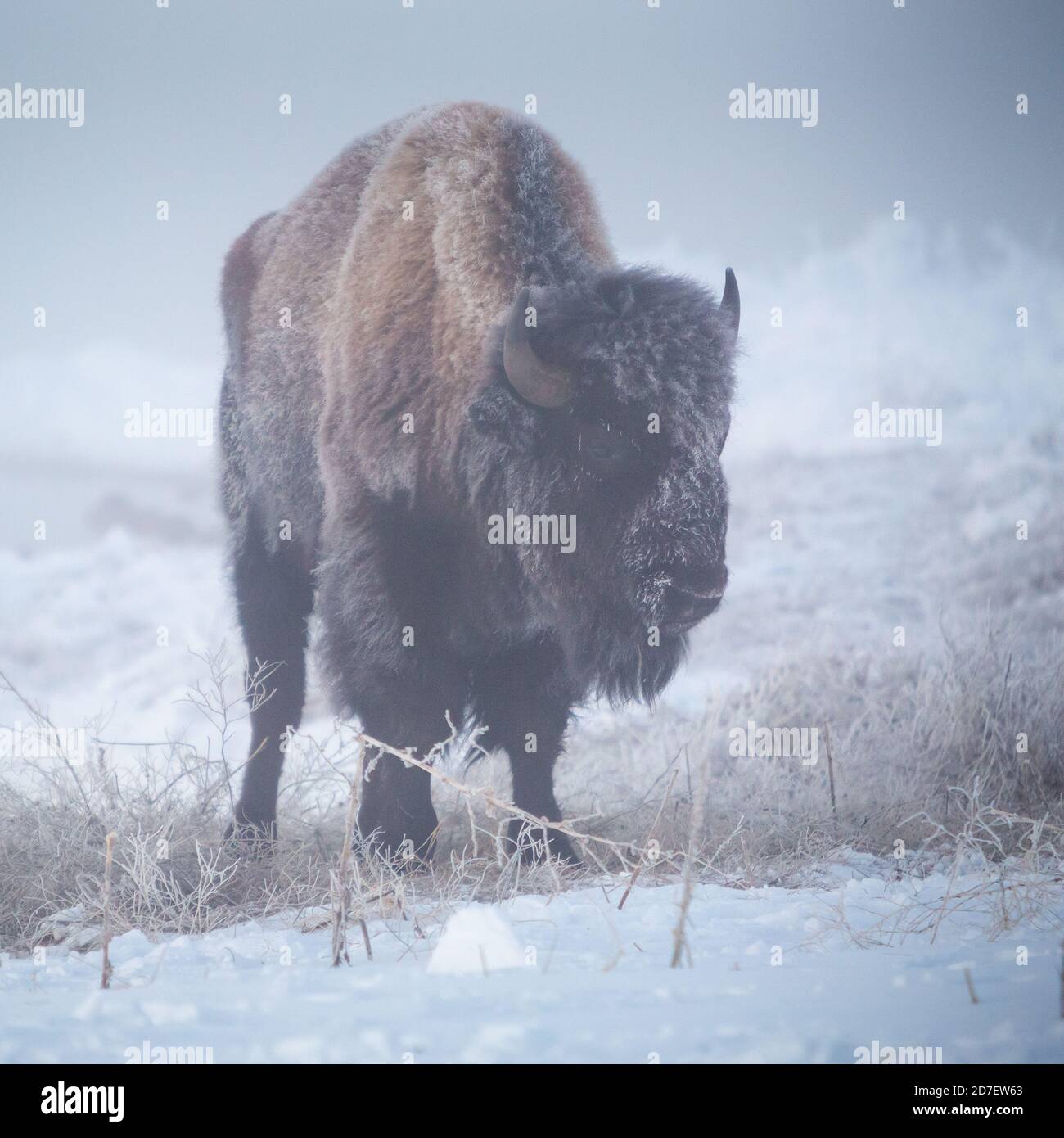 A bull bison covered in frost standing in a thawed patch of dead grass ...