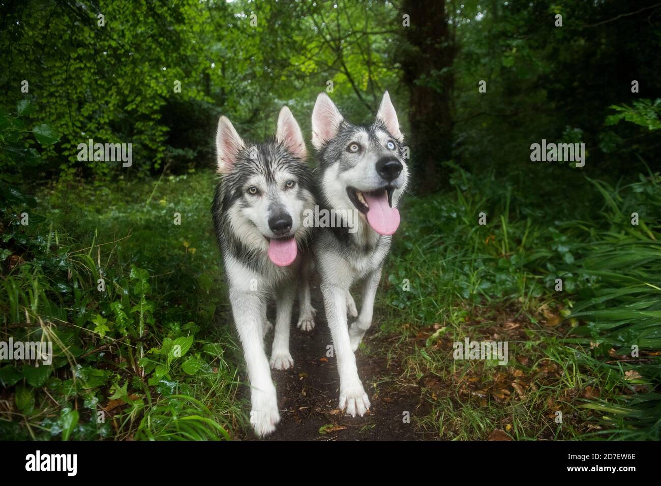 Are Northern Inuit Dogs Good With Kids