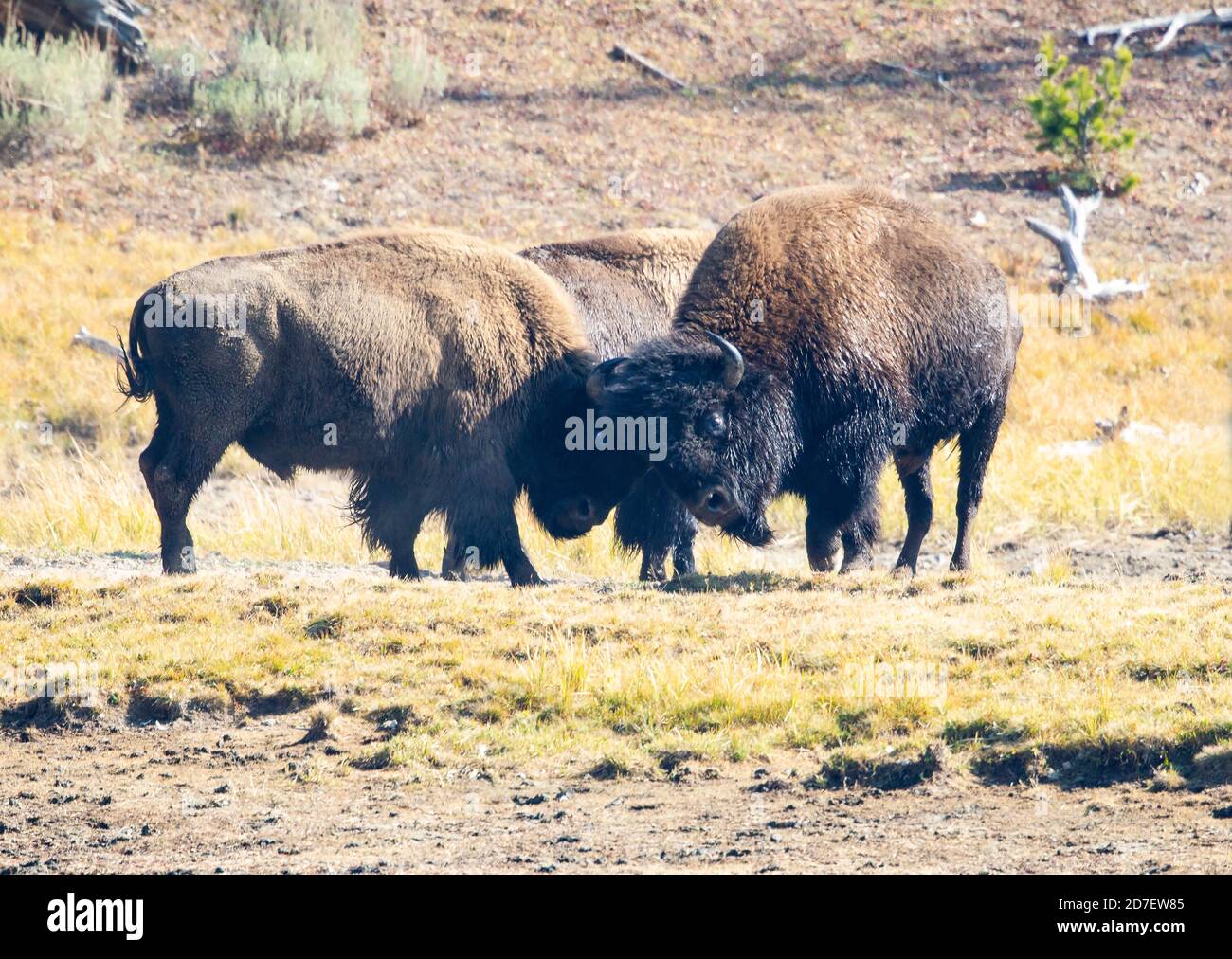 Bison Bulls Head Butting Stock Photo - Alamy