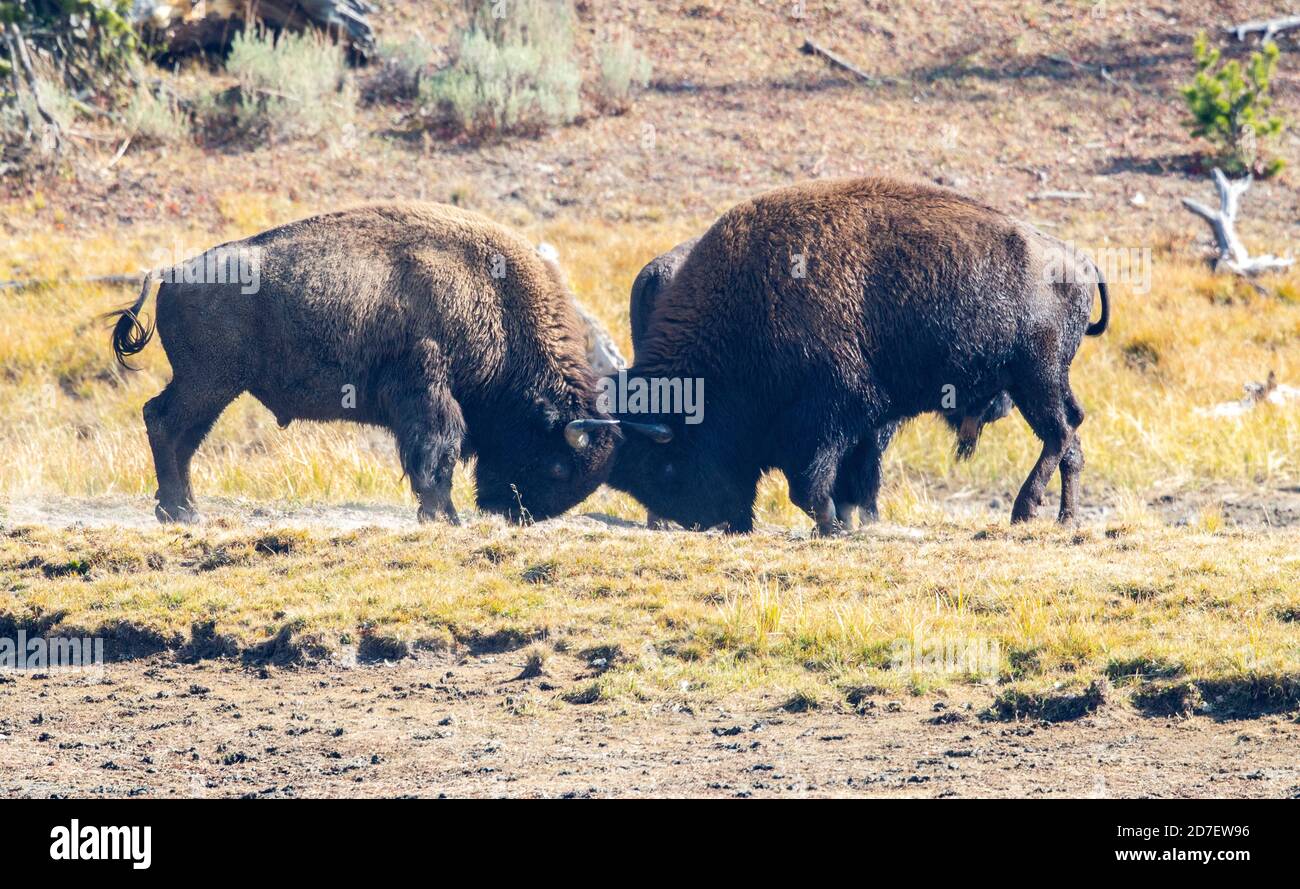 Bison bulls hi-res stock photography and images - Alamy
