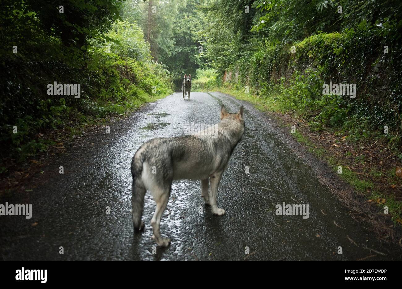 Dire wolf game of thrones hi-res stock photography and images - Alamy