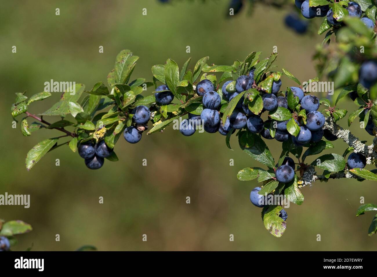 Blackthorn trees hi-res stock photography and images - Alamy