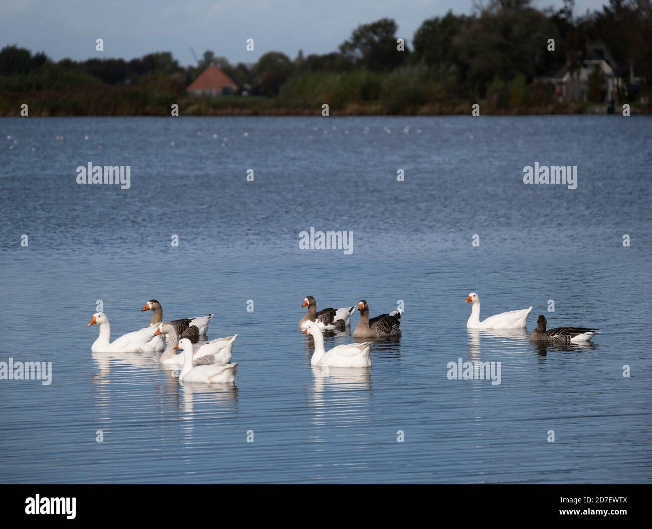 Group of white and spotted farm geese lit by the sun and reflected in ...