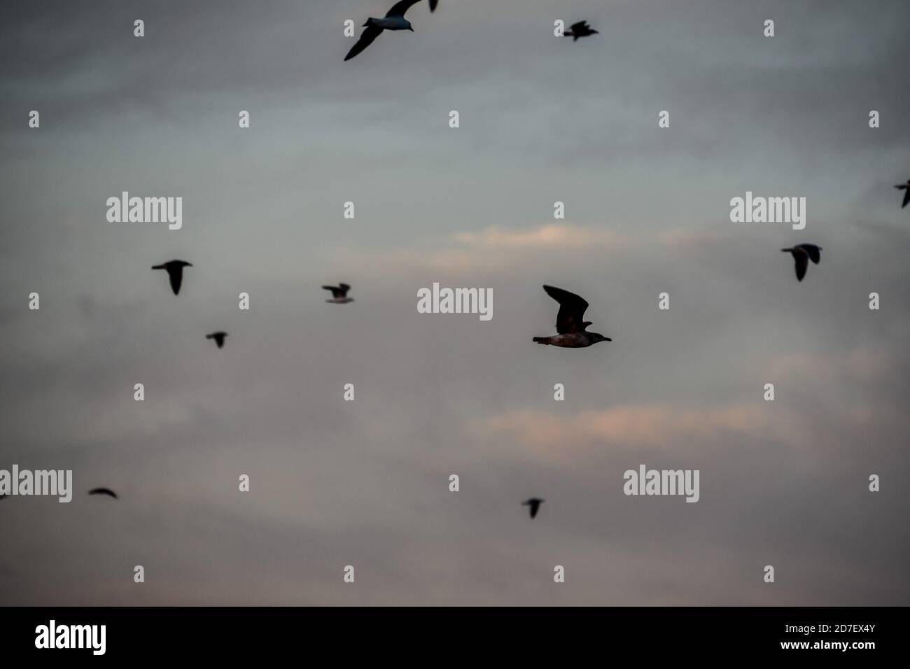 birds in flight, photo as background Stock Photo - Alamy