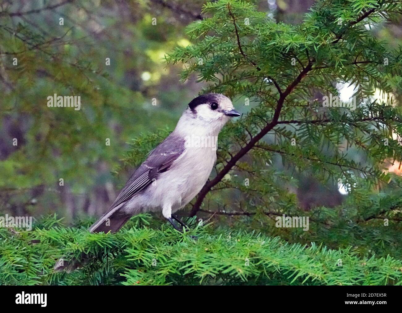 Grey Jay Bird High Resolution Stock Photography and Images - Alamy