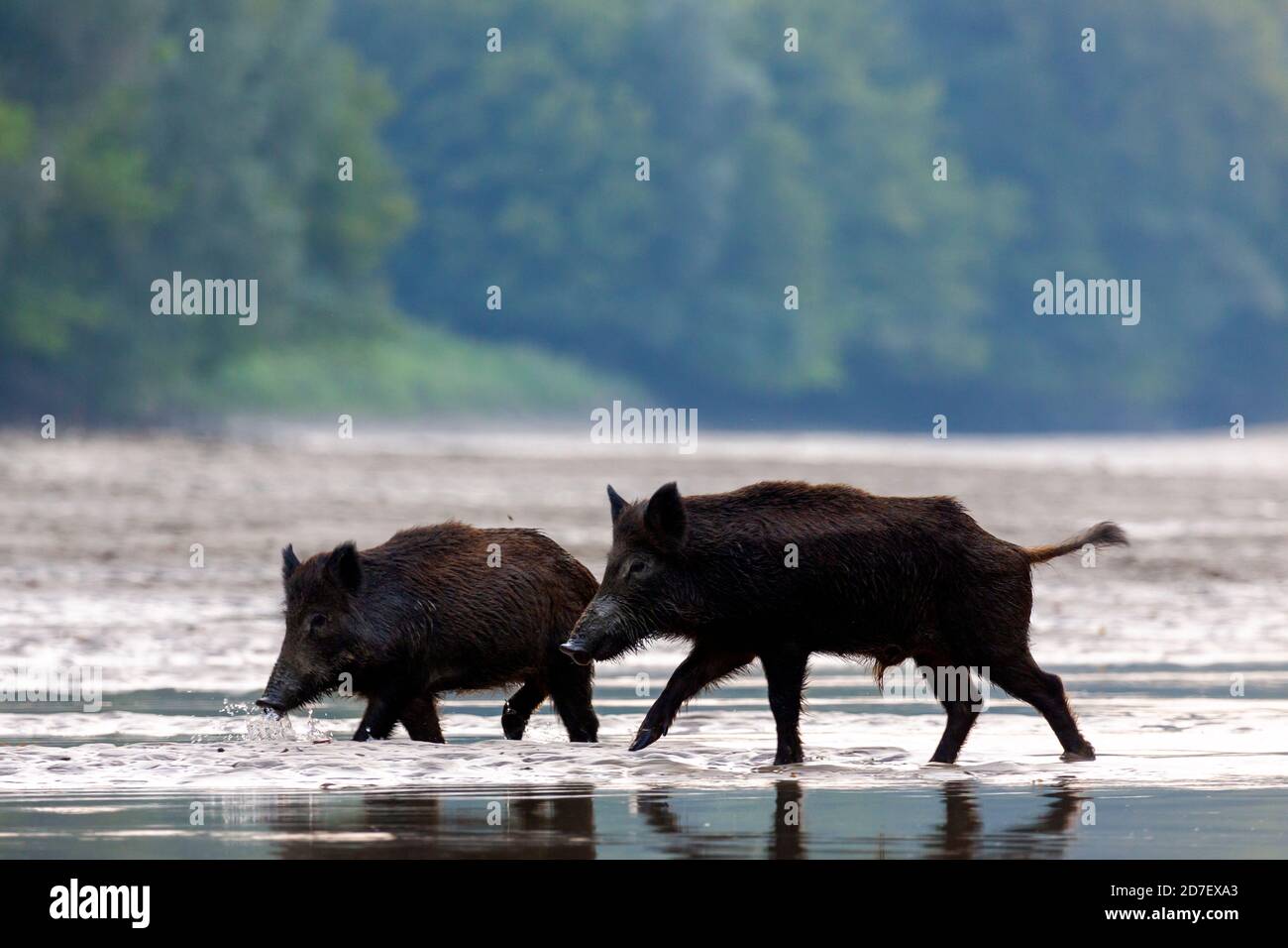 wild boar in the forest wild boar in the forest Stock Photo - Alamy
