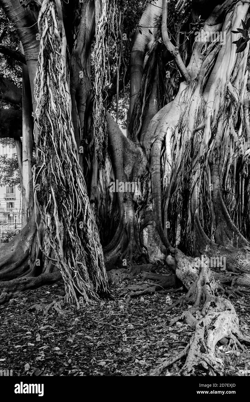 Giant Ficus High Resolution Stock Photography and Images - Alamy