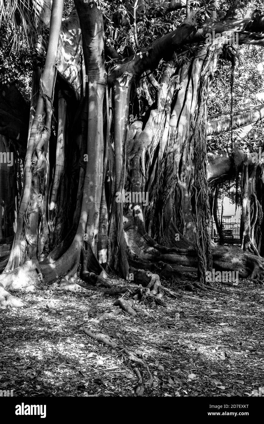 Giant ficus hi-res stock photography and images - Alamy