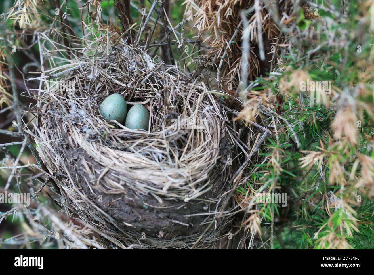 bird nest in nature Stock Photo - Alamy