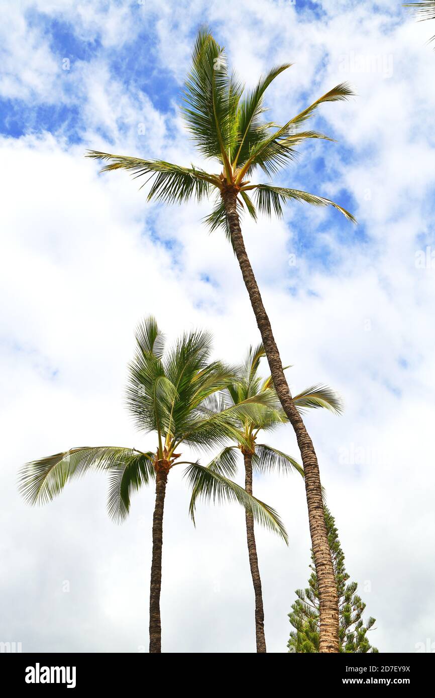 Beautiful Palm Trees Stock Photo - Alamy