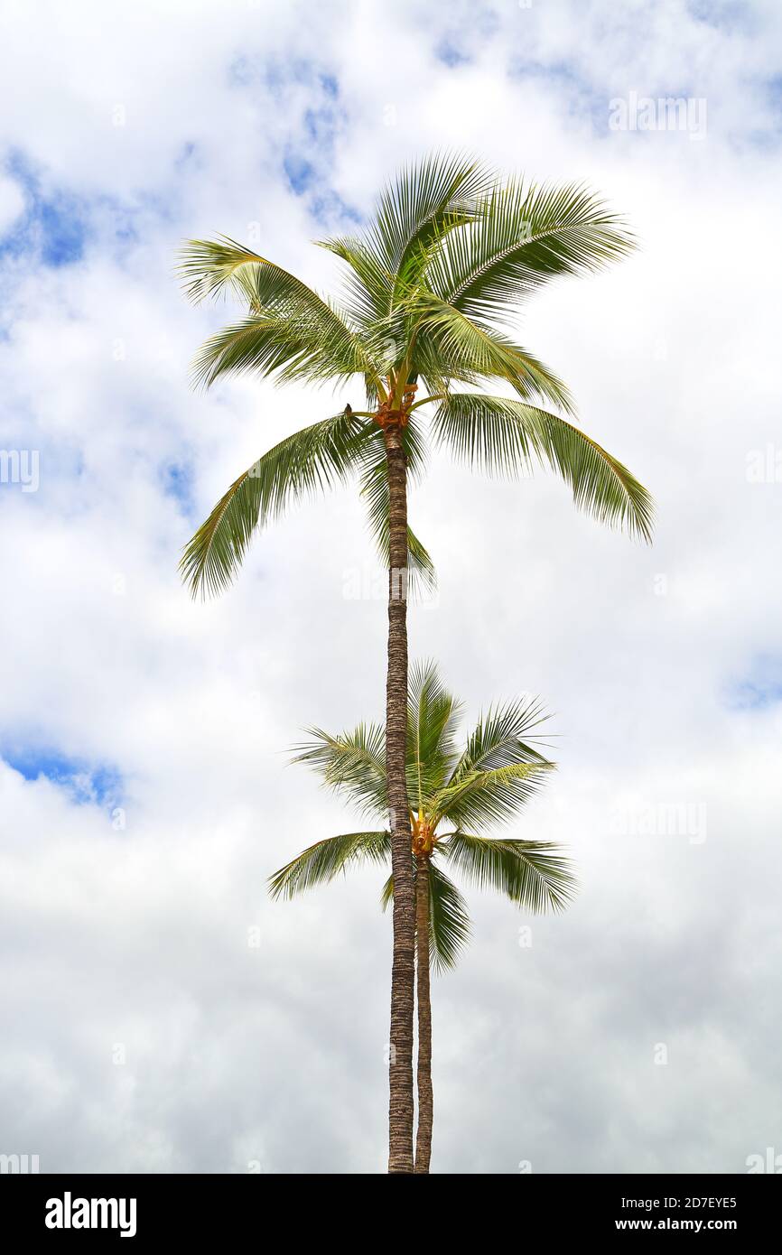 Beautiful beach full palm trees hi-res stock photography and images - Alamy