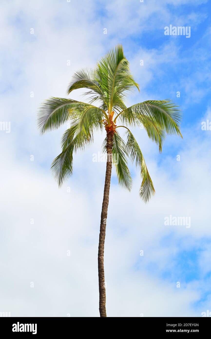 Beautiful Palm Trees Stock Photo - Alamy
