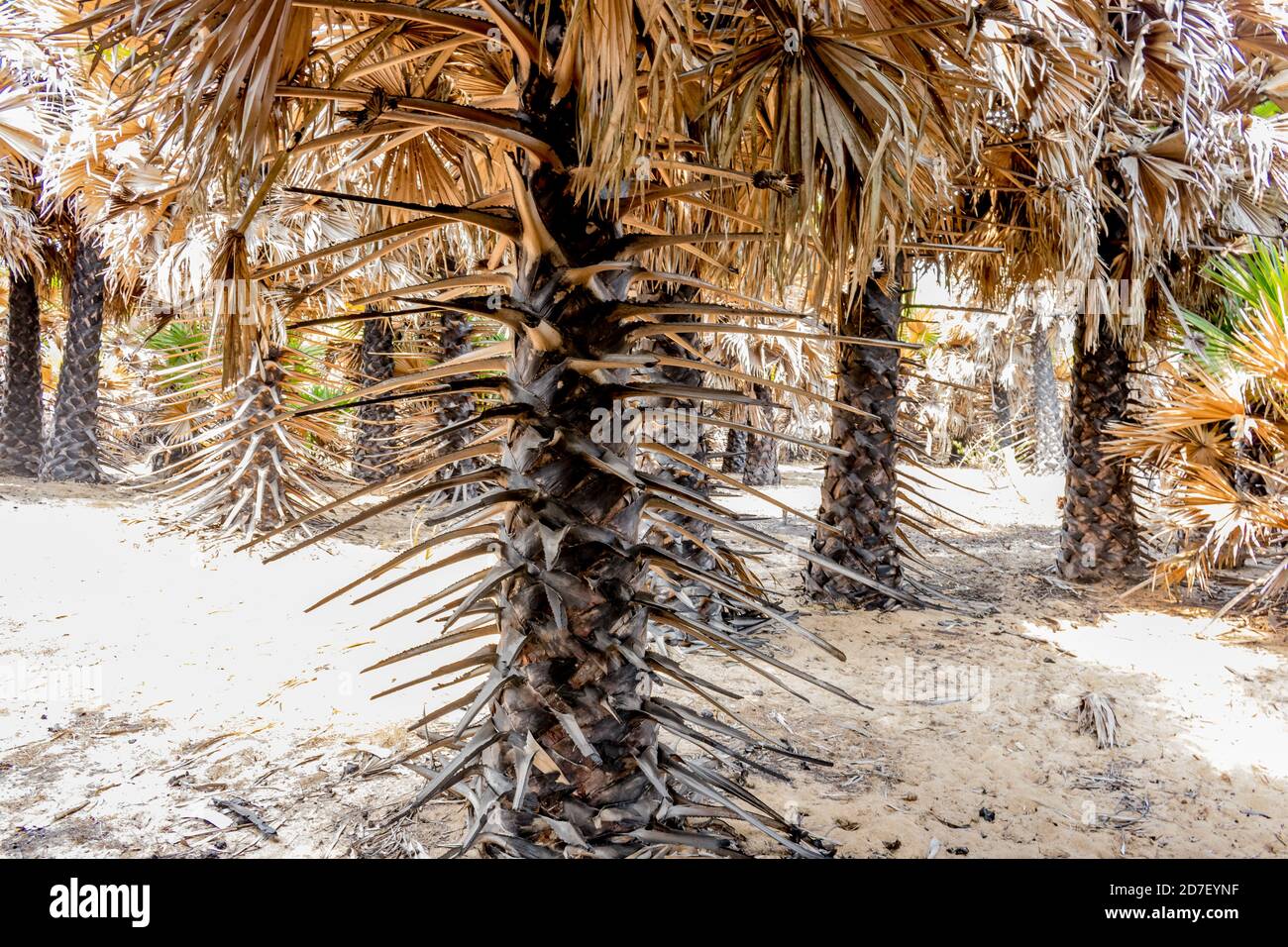 black trunk of palm trees near sea beach looking awesome in summer day ...