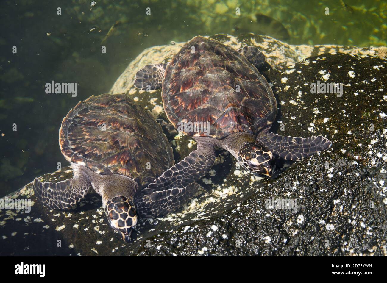 Samoa shell hi-res stock photography and images - Alamy