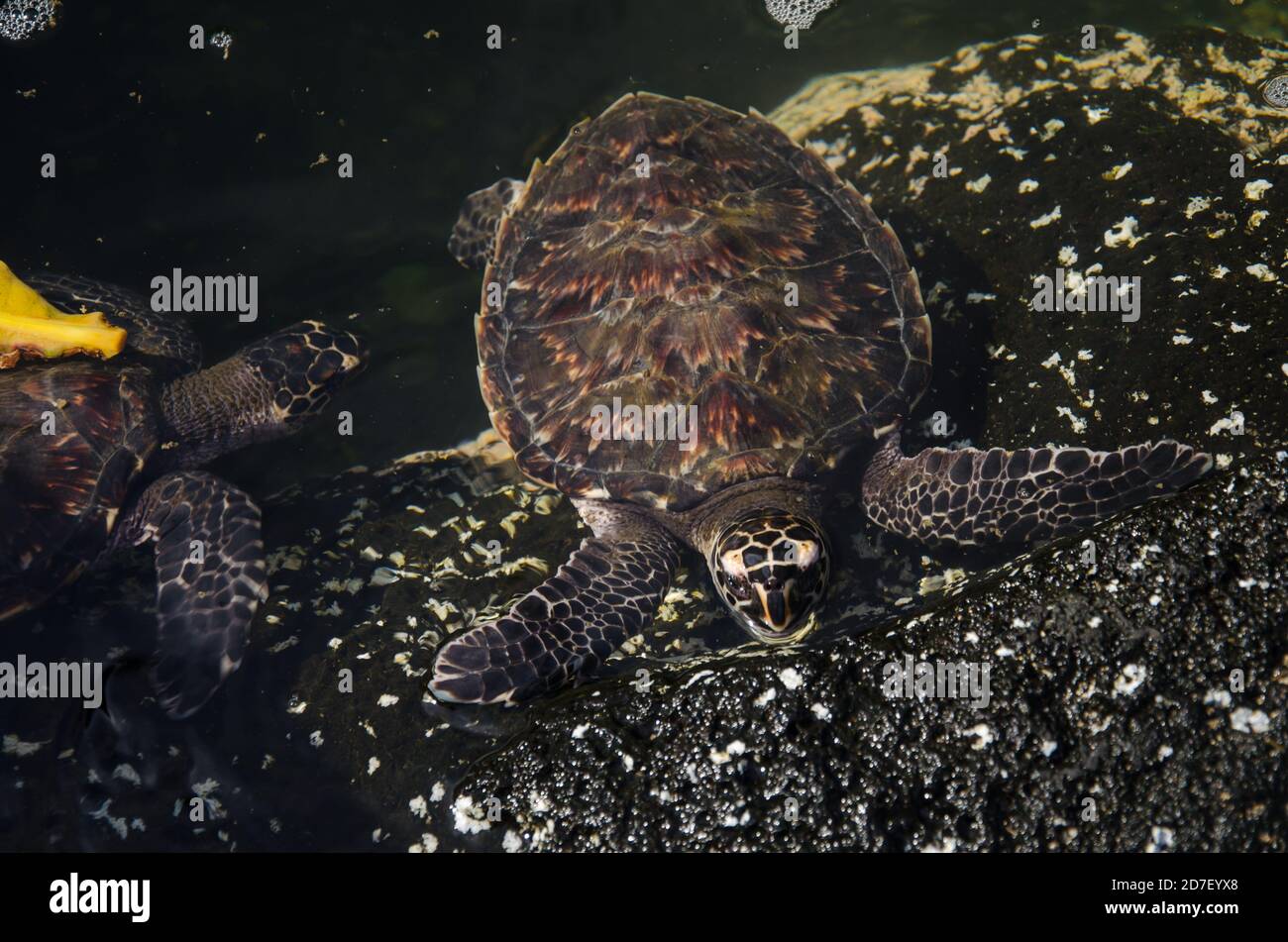 Closeup of Hawksbill sea turtles on the rocks surrounded by water in ...