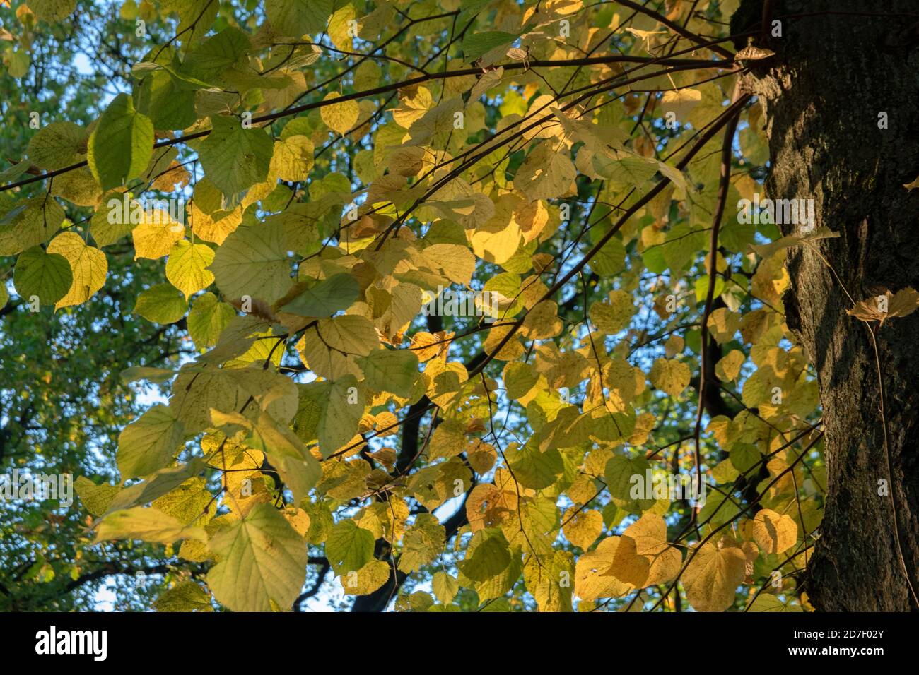 Close Up Of Leaves In A Tree Stock Photo - Alamy