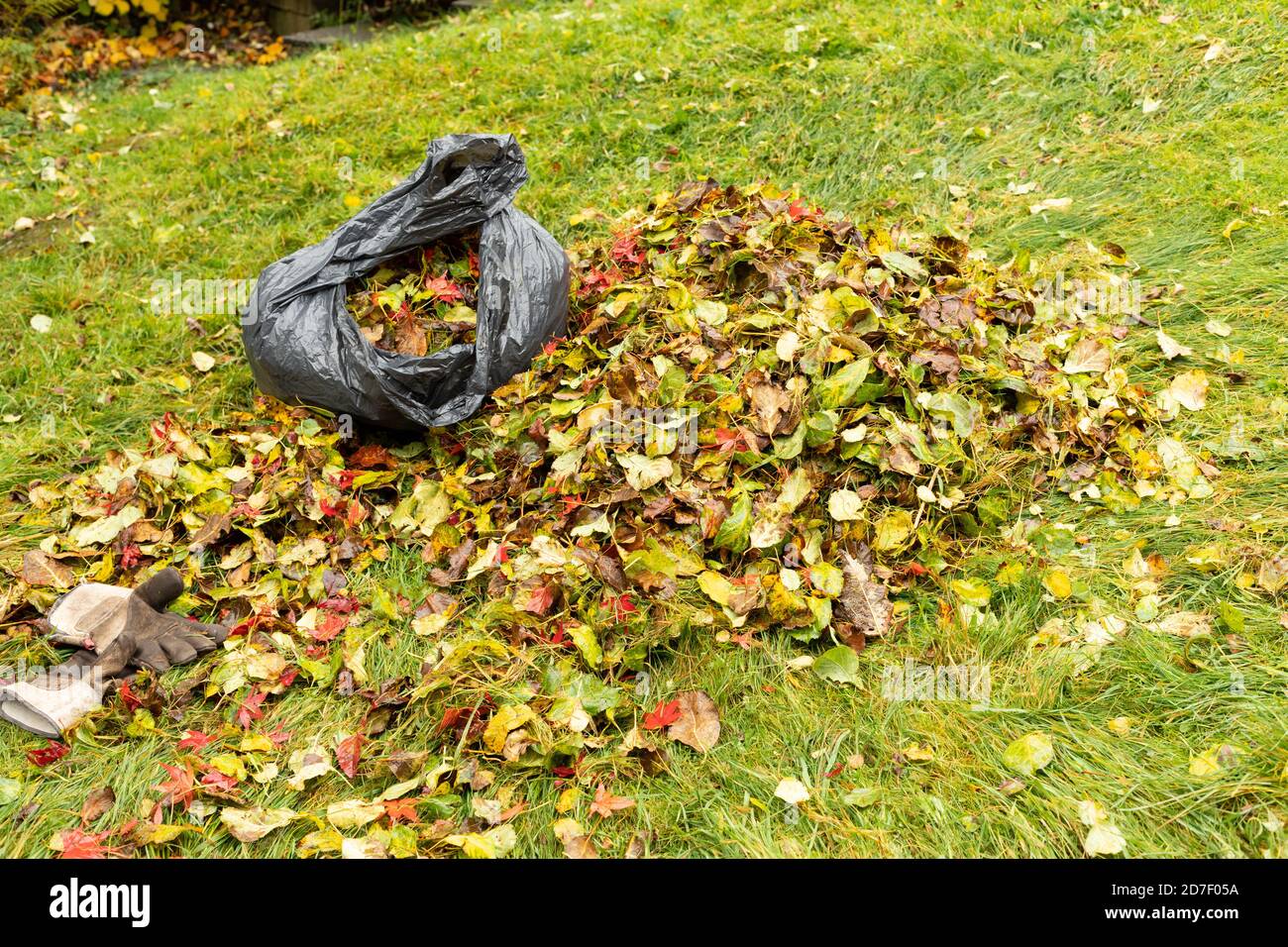 A pile of fallen leaves being transferred into a black plastic bag to ...