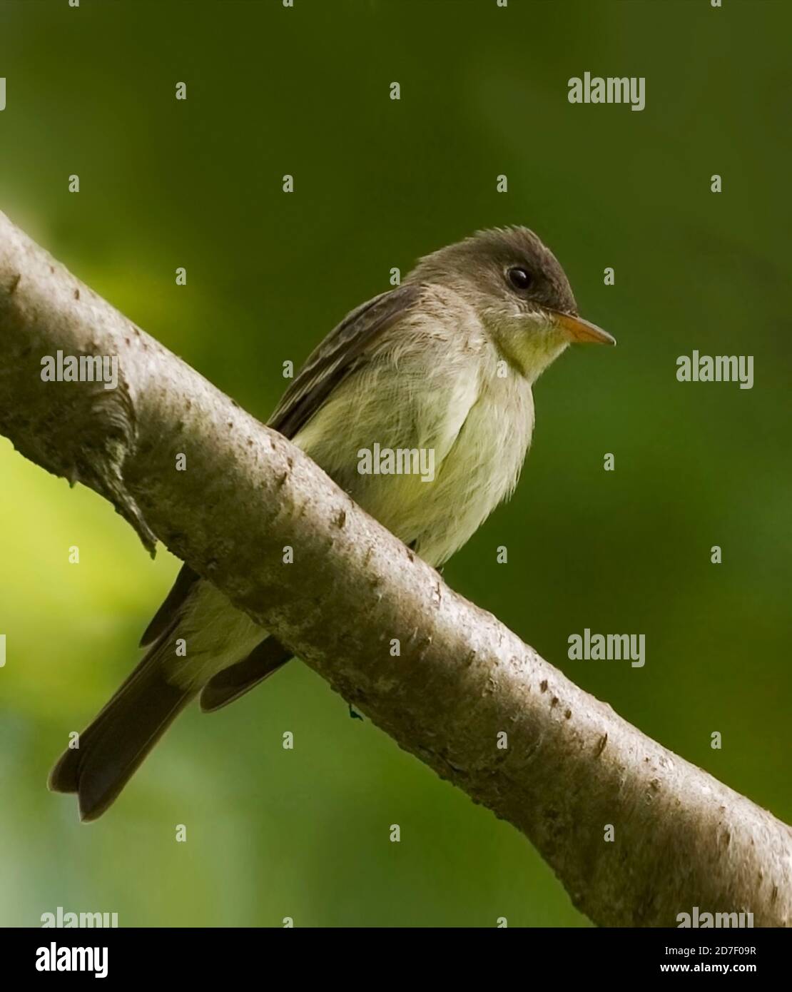 An Eastern Wood Pewee, Contopus virens, perched on branch Stock Photo ...