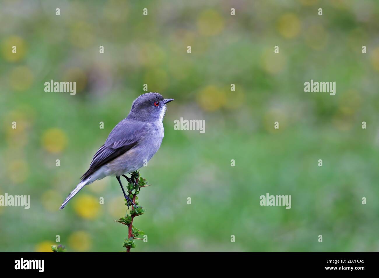 Fire eyed diucon xolmis pyrope hi-res stock photography and images - Alamy