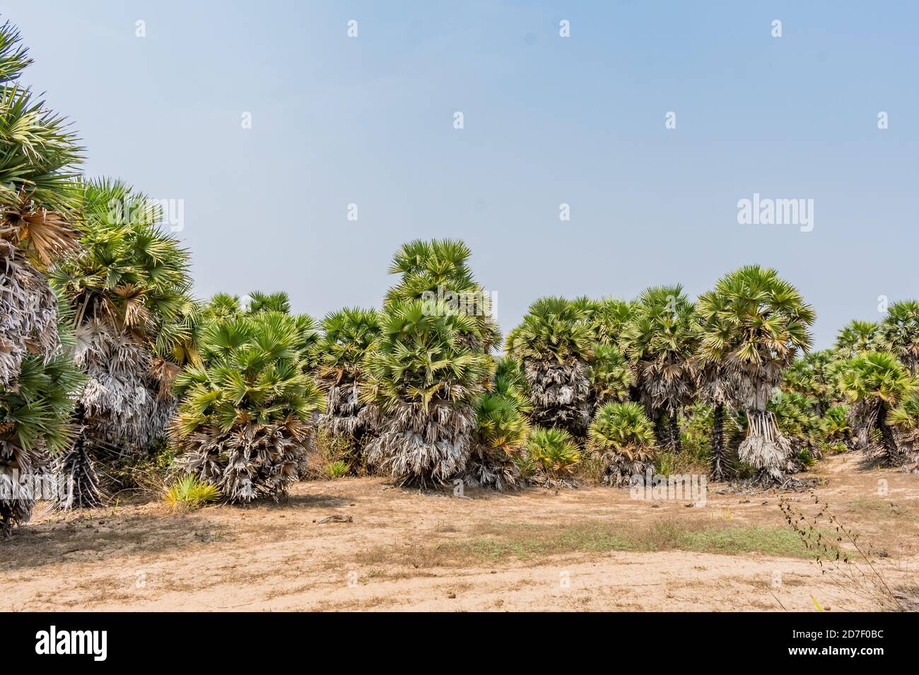 palm trees & bushes in sand fields near sea beach looking awesome in ...