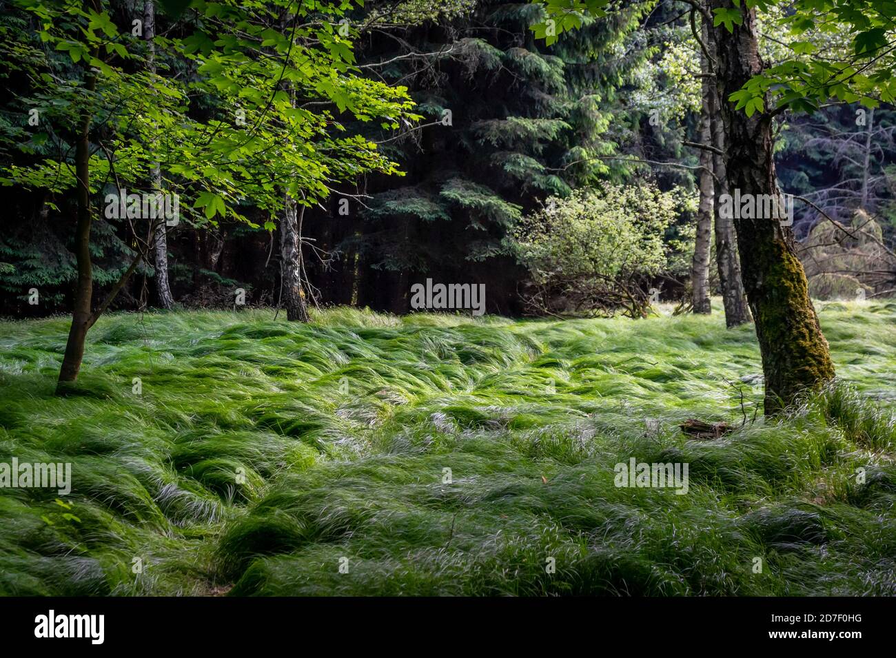 Forest in saxon switzerland hi-res stock photography and images - Alamy