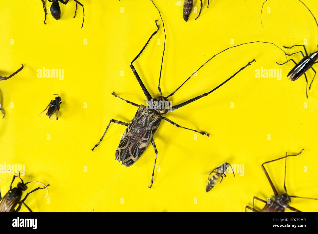 spider on the web, photo as a background ,taken in Arenal Volcano lake ...