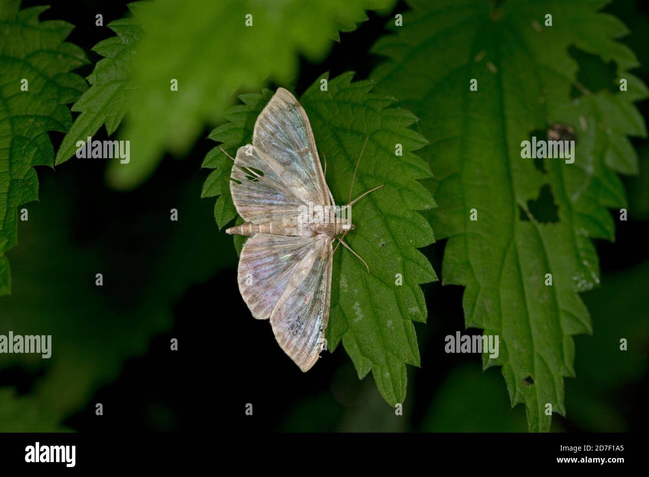 Mother of Pearl (Patania ruralis Stock Photo - Alamy