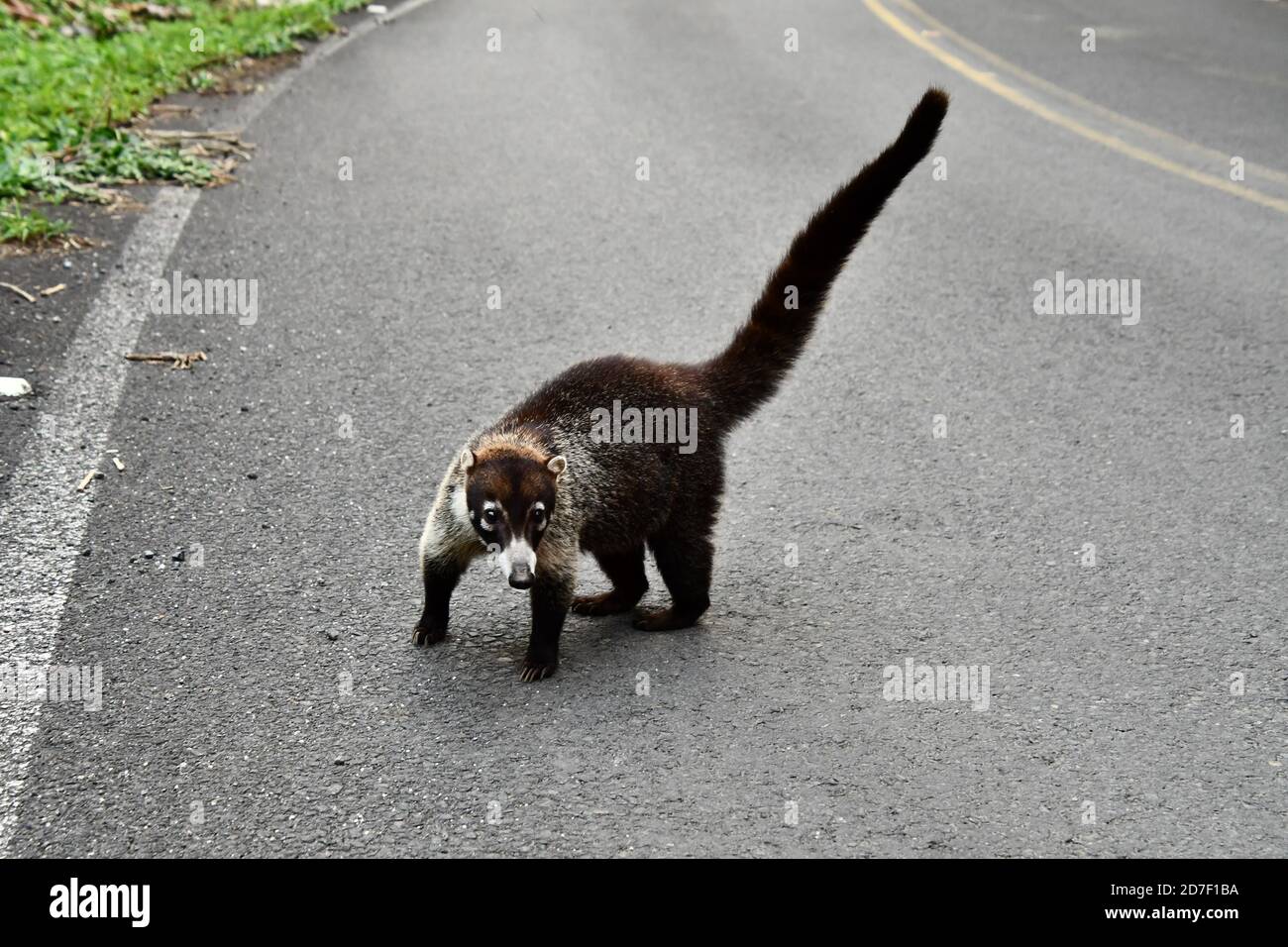 Coati mammal animal , in Arenal lake and volcano park area, Costa rica ...