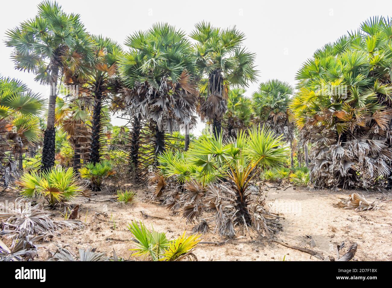 palm trees & bushes in sand fields near sea beach looking awesome in ...