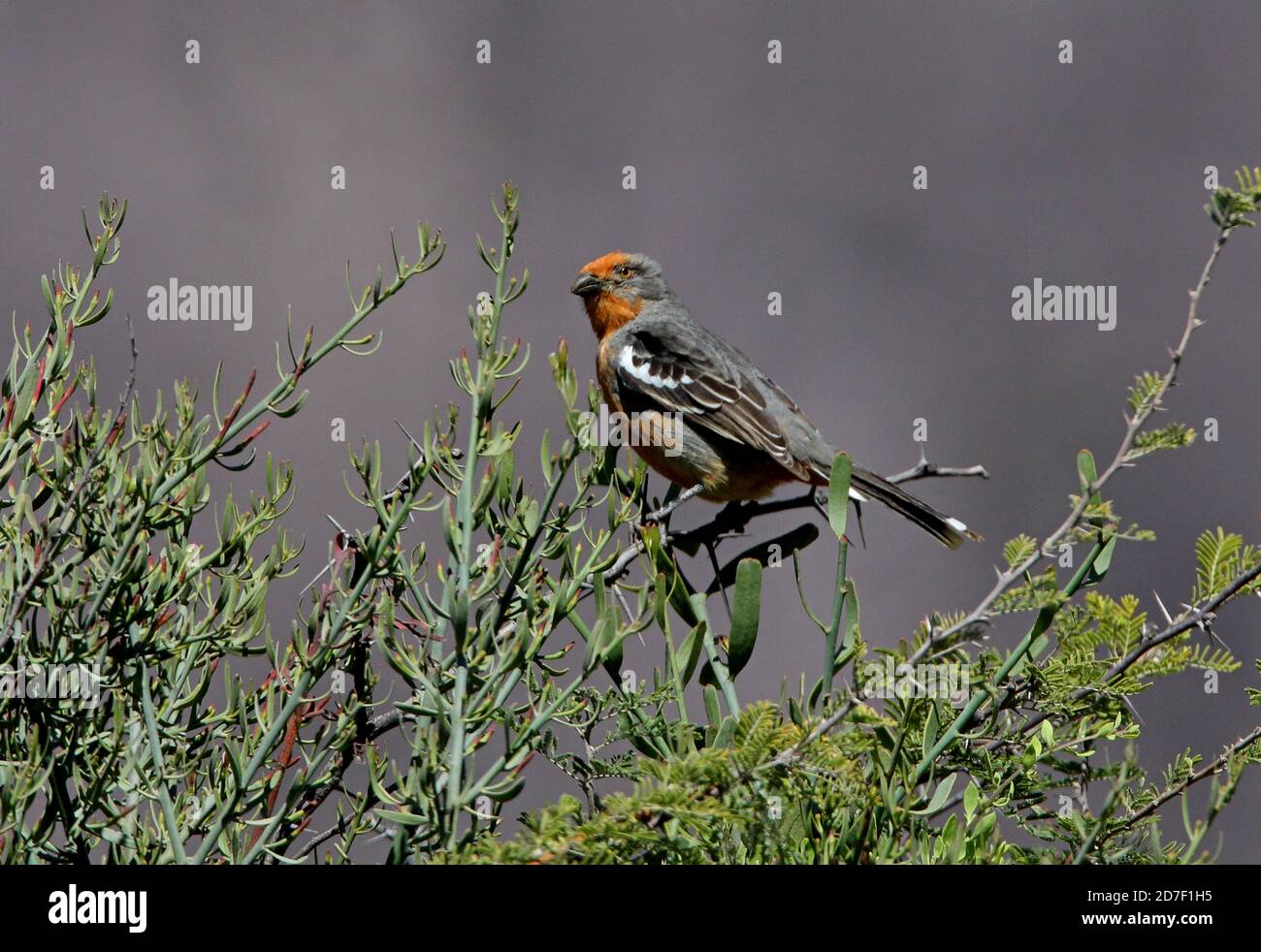 White-tipped Plantcutter (Phytotoma rutila) male perched on top of bush ...
