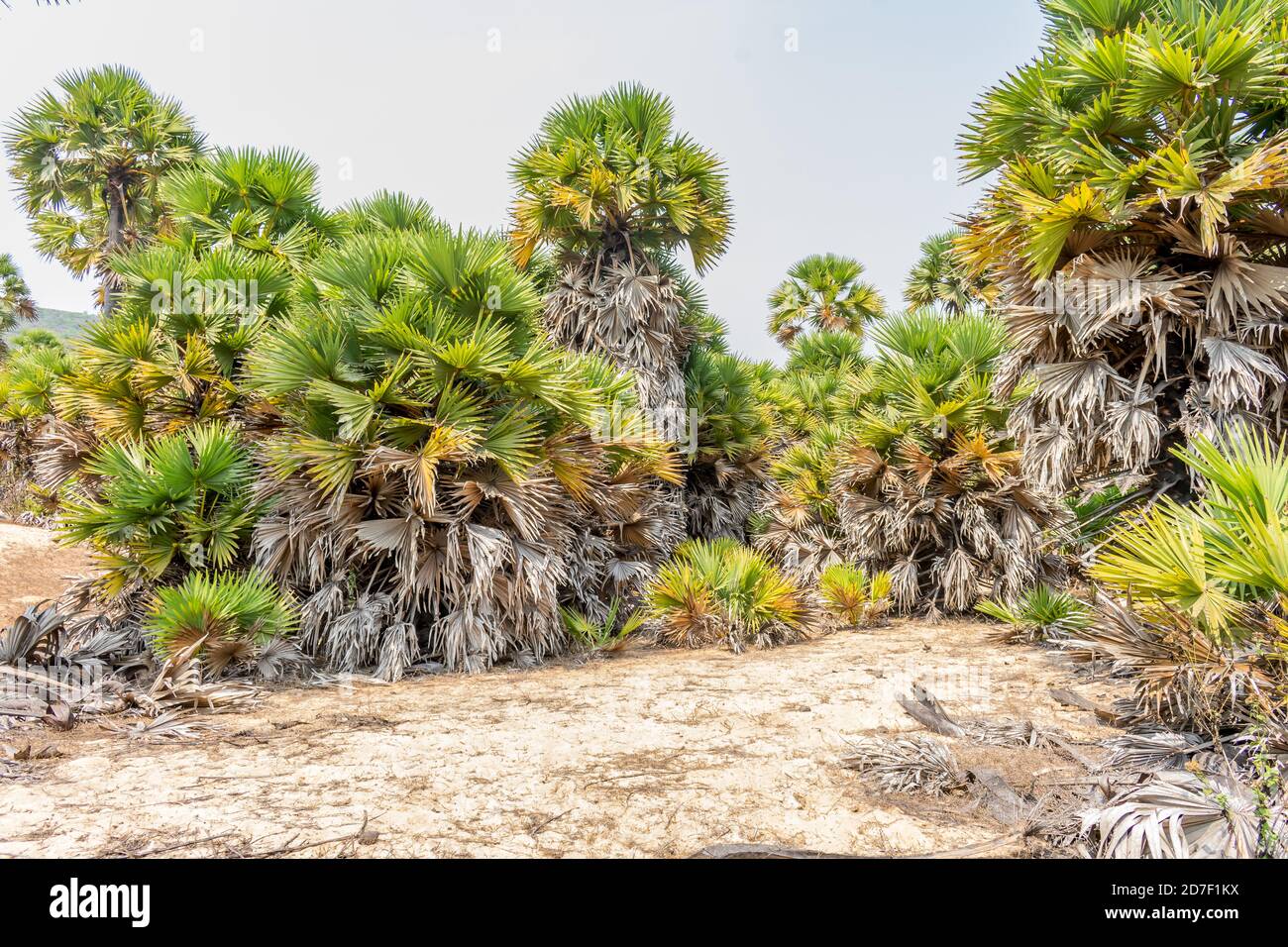 palm trees & bushes in sand fields near sea beach looking awesome in ...