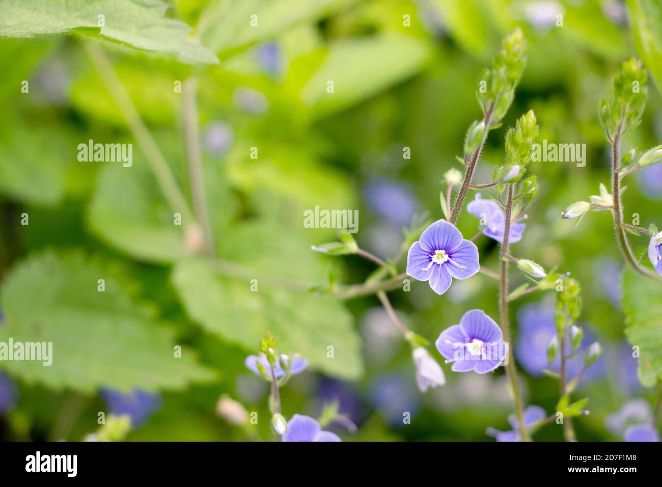 Grey Field Speedwell Veronica High Resolution Stock Photography and ...
