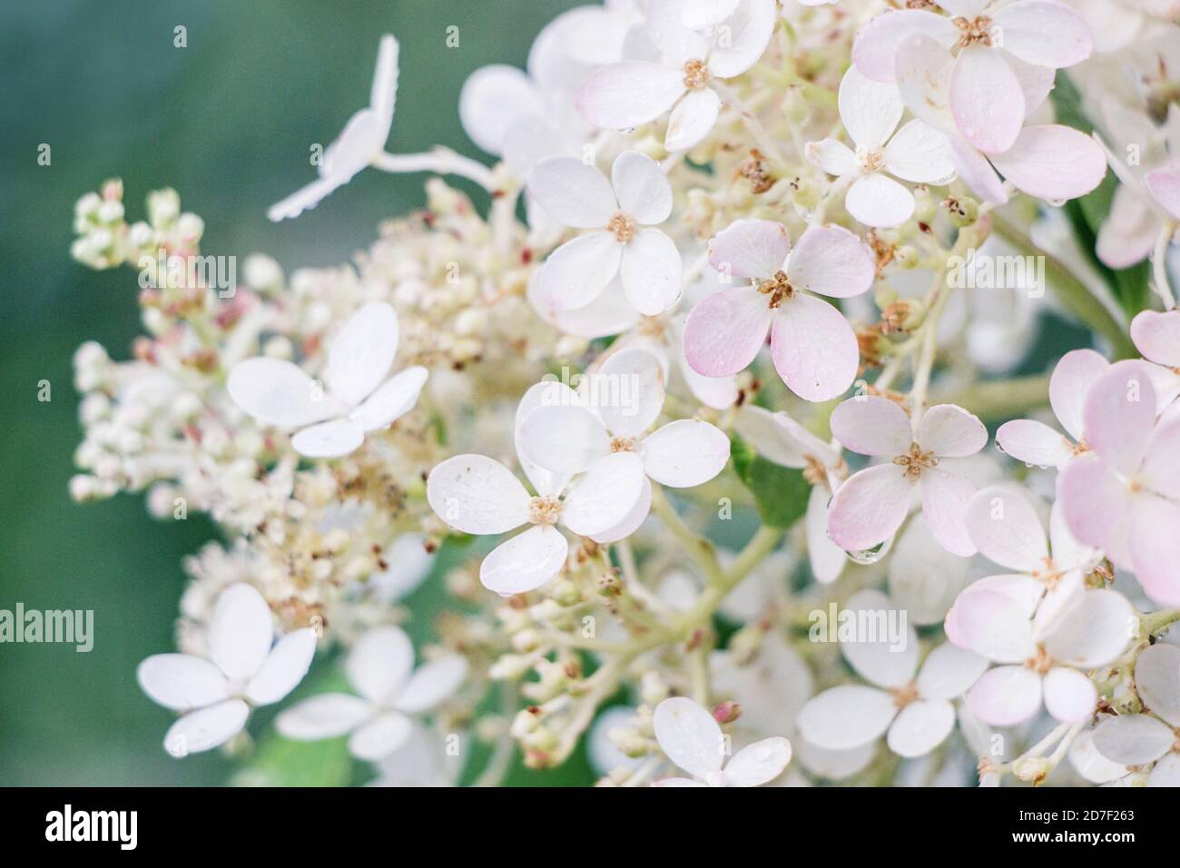 Rain on hydrangea hi-res stock photography and images - Alamy