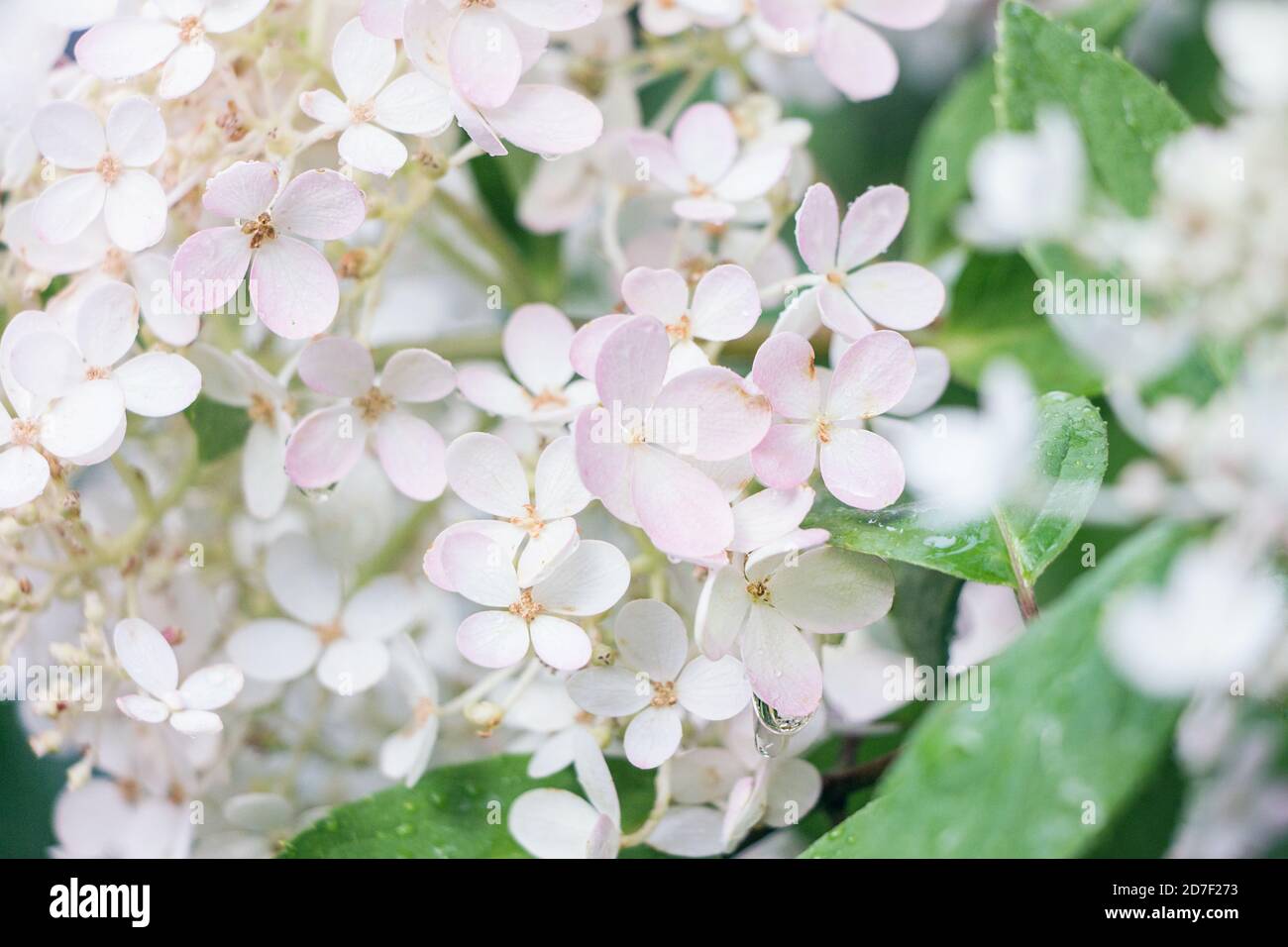 Rain on hydrangea hi-res stock photography and images - Alamy