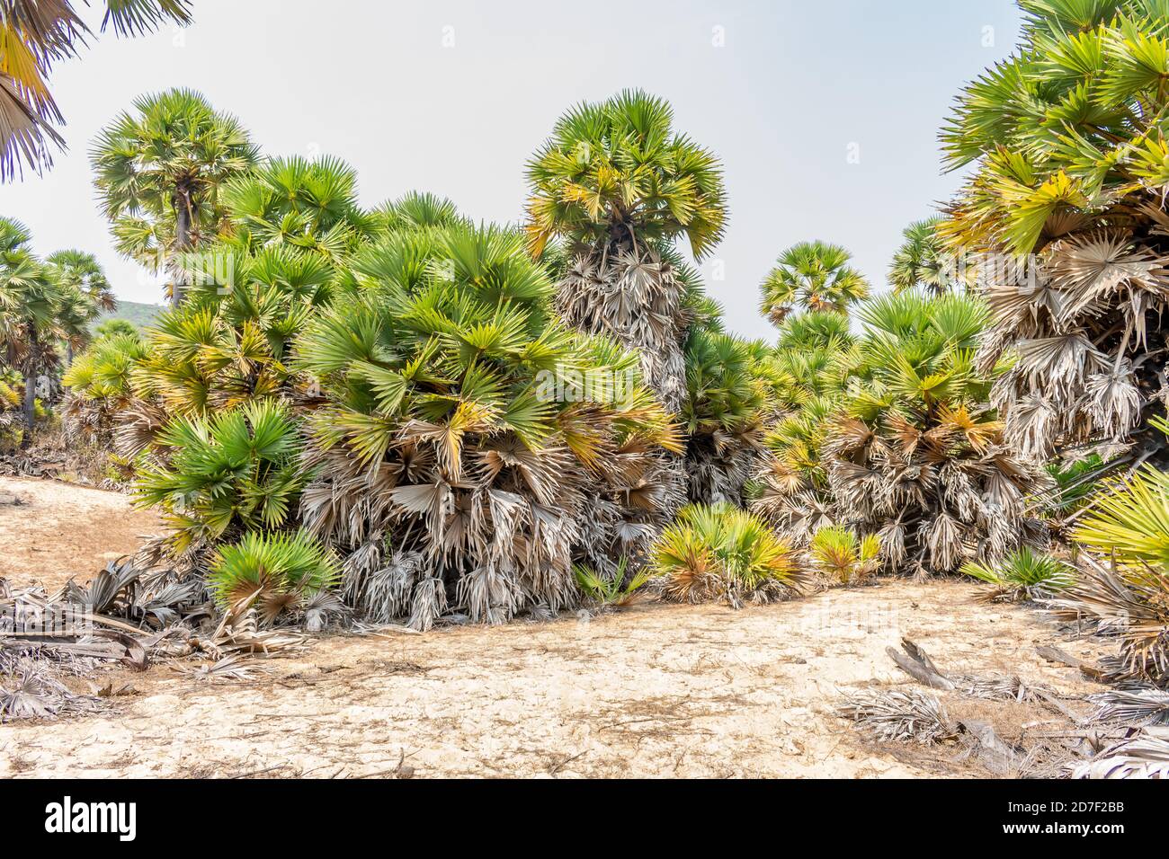 palm trees & bushes in sand fields near sea beach looking awesome in ...