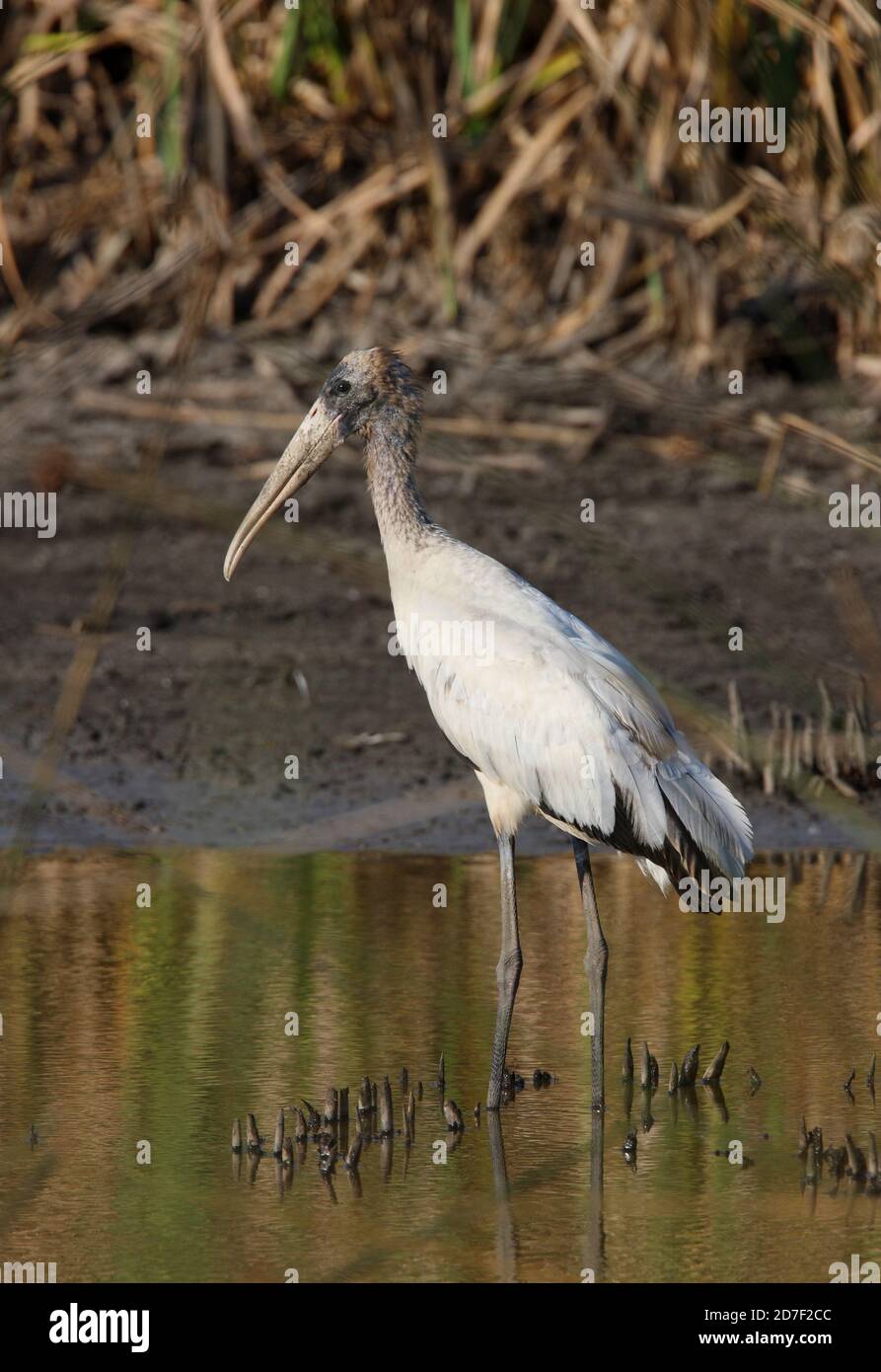 Wood Stork (Mycteria americana) immature standing in shallow water ...