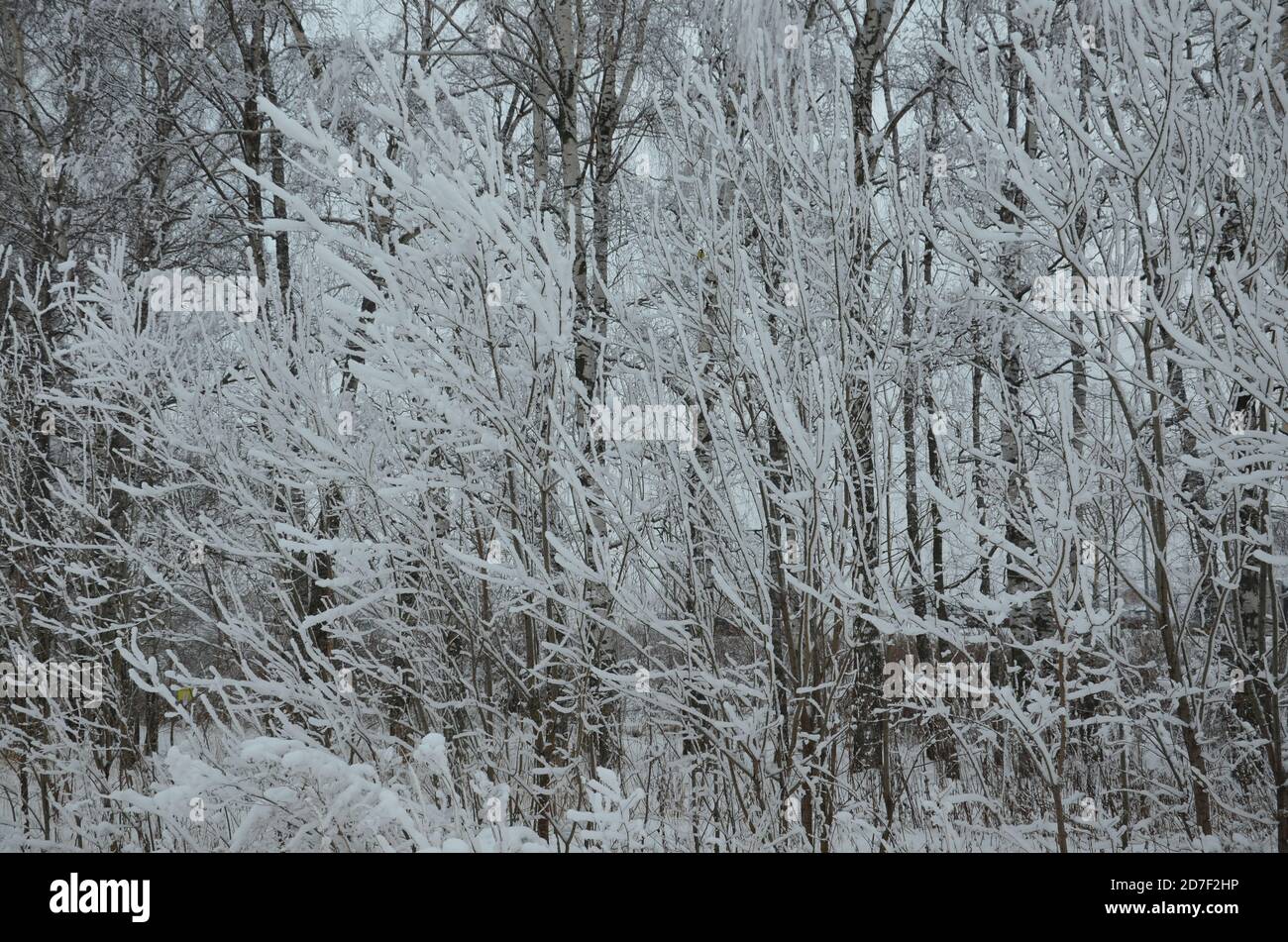 Trees with snow in winter park Stock Photo - Alamy