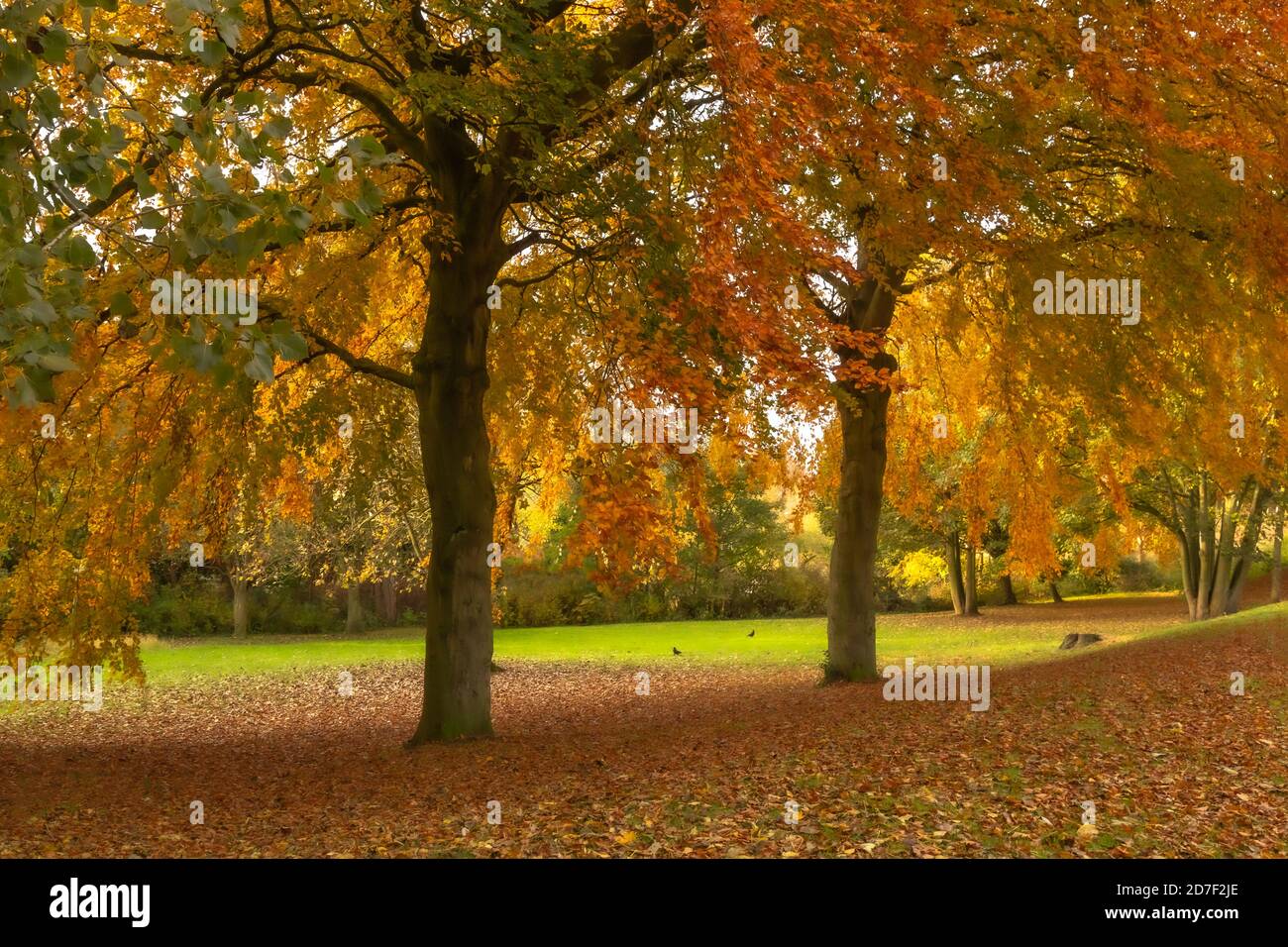 Mixed trees in autumn colour in Baildon, Yorkshire, England Stock Photo ...