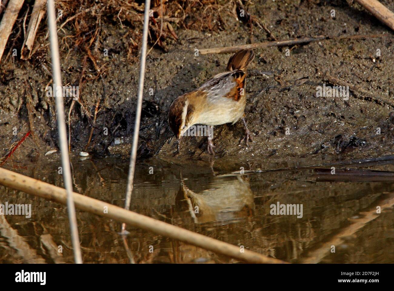 Phleocryptes melanops hi-res stock photography and images - Alamy