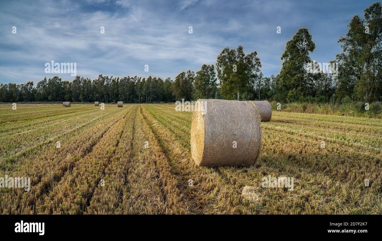 Hay bail harvesting in golden field landscape, south Sardinia Stock ...