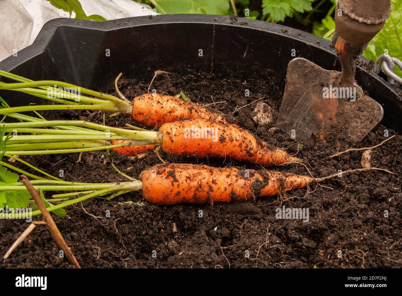 Freshly dug up carrots, grown in a bucket Stock Photo - Alamy