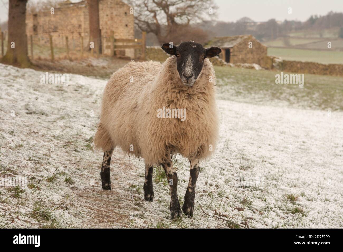 Sheep in winter. A single sheep close up on a Yorkshire farm in winter ...