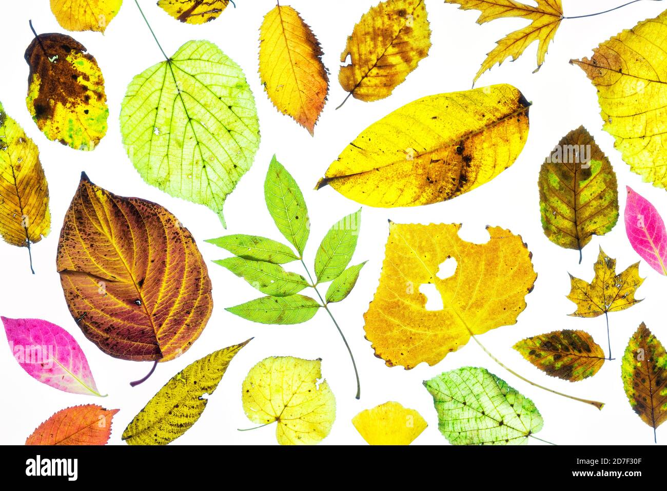 Collage of colorful autumn leaves on a white background Stock Photo - Alamy