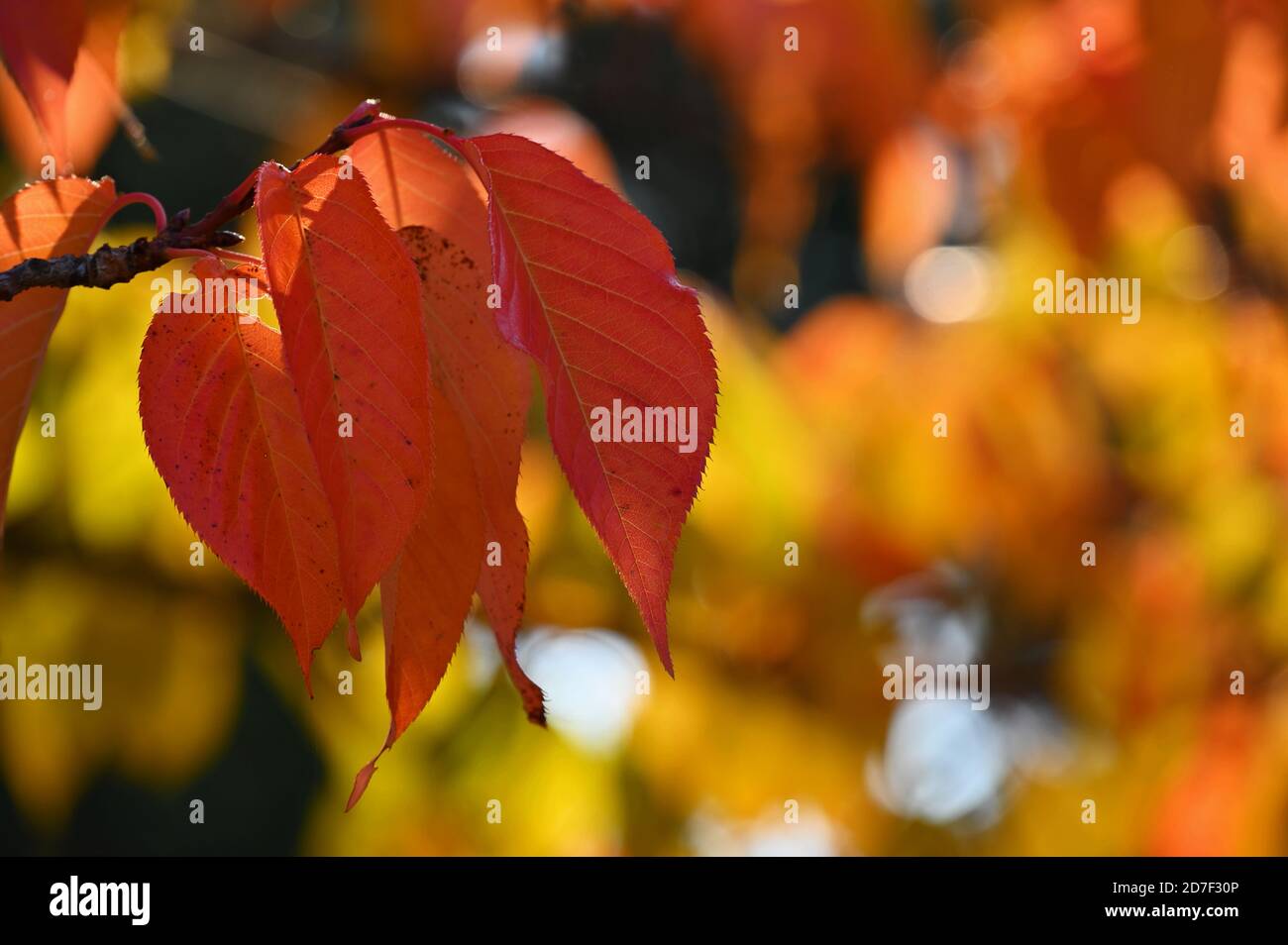 Autumn background. Beautiful colorful leaves of trees in nature. Autumn ...